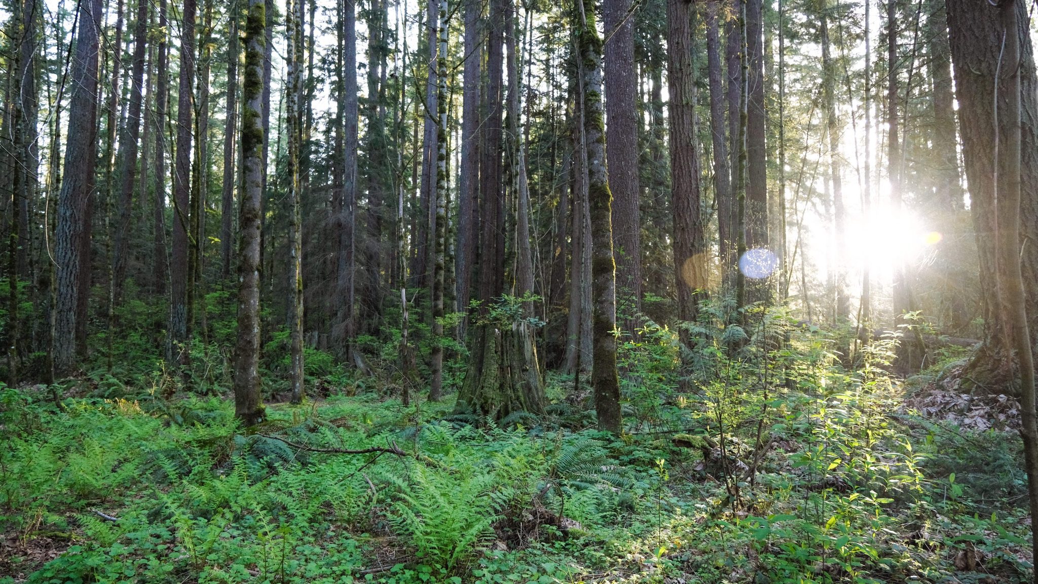 Trails - Experience Redmond