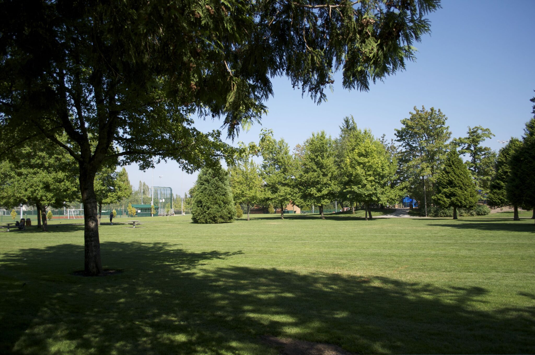 Grass Lawn - Experience Redmond