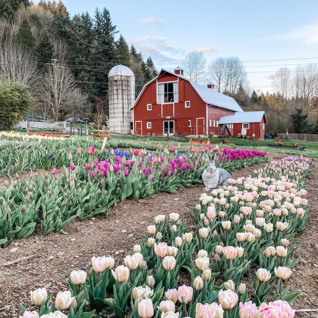 Red Barn Farm - Experience Redmond