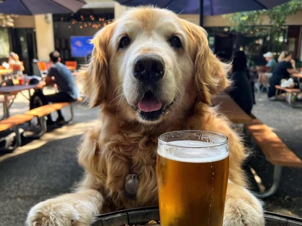 Redmond's Brewery Bonanza: A Refreshing Roadmap - Experience Redmond