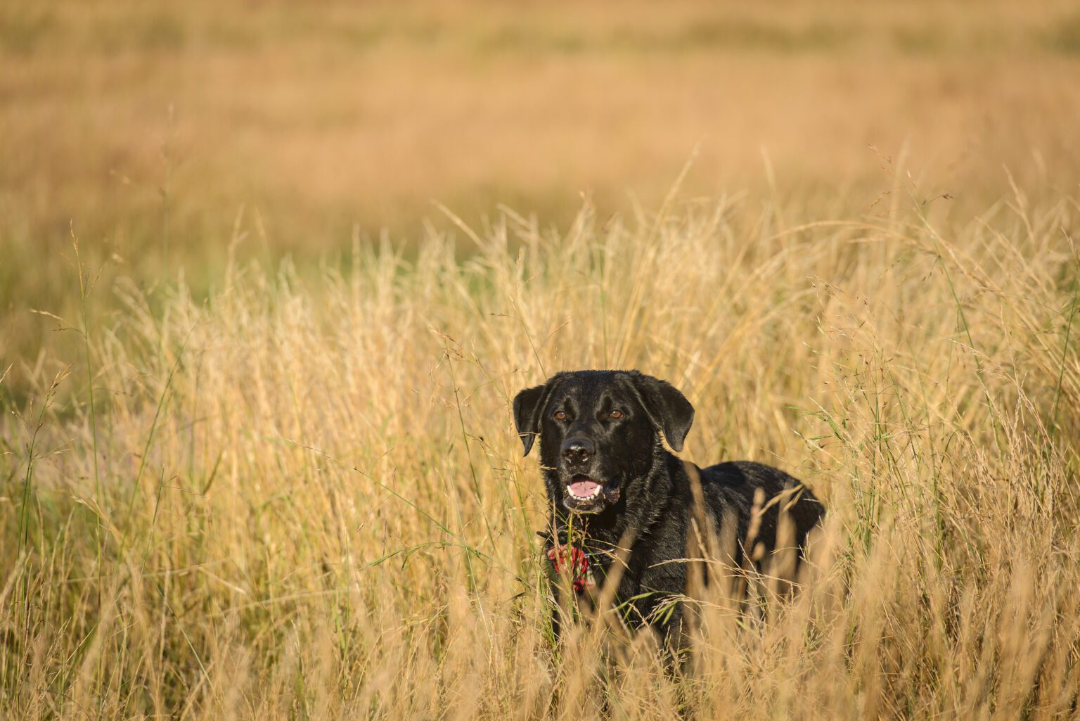 Redmond Community Center at Marymoor Village - Experience Redmond